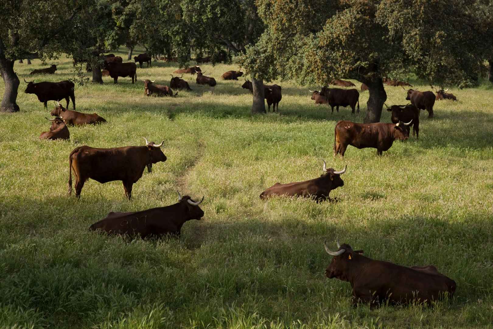 Vaca Retinta - Ganadería de Cádiz