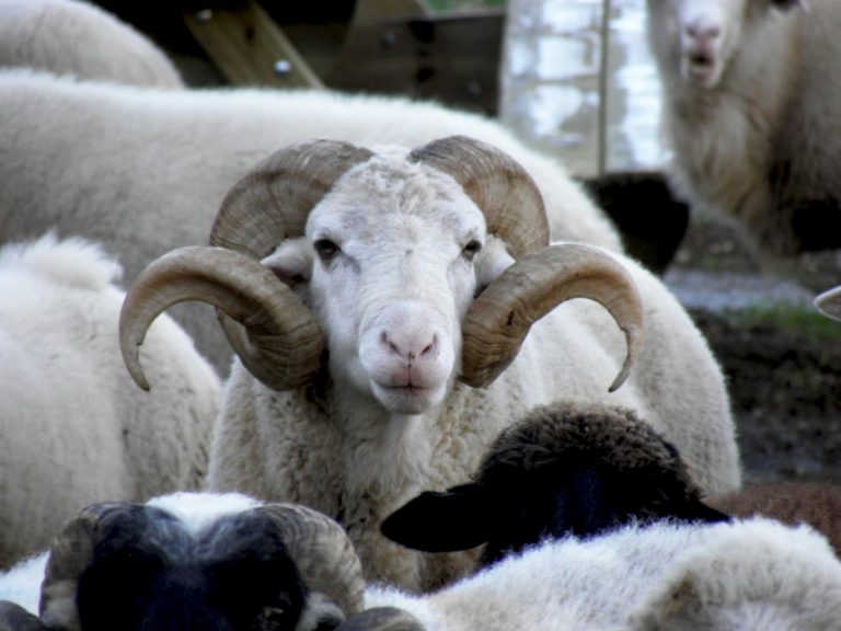 Oveja Merina de Grazalema - Ganadería de Cádiz